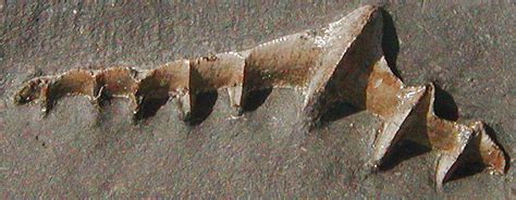 Caseodus Sp Member Collections The Fossil Forum