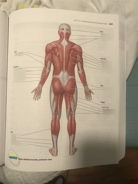 Major Skeletal Muscle Posterior Diagram Quizlet