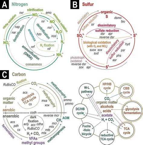 Figure 2 From 4 Bacterial And Archaeal Dna From Lake Sediments