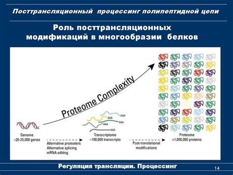 Регуляция трансляции Посттрансляционные модификации белков Лекция 9