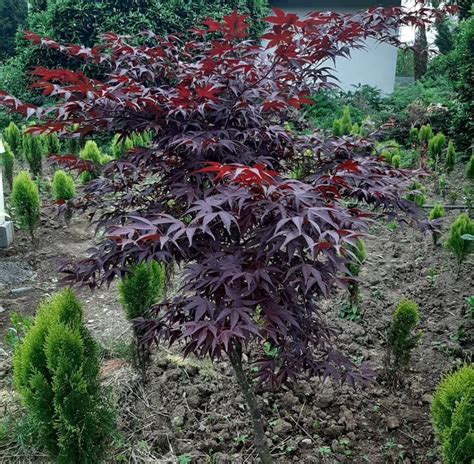 فروش درخت افرا زینتی مجنون، سلطنتی ، نروژی، سرخ بدون واسطه، همه