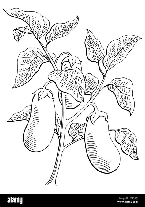 Eggplant Plant Stock Vector Images Alamy