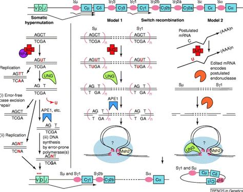 Uracil In A Sentence