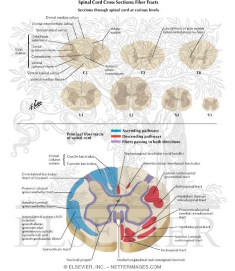 sections through spinal cord at various levels spinal cord cross sections fiber tracts spinal