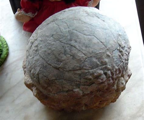 65 Million Year Old Dinosaur Eggs Found In India