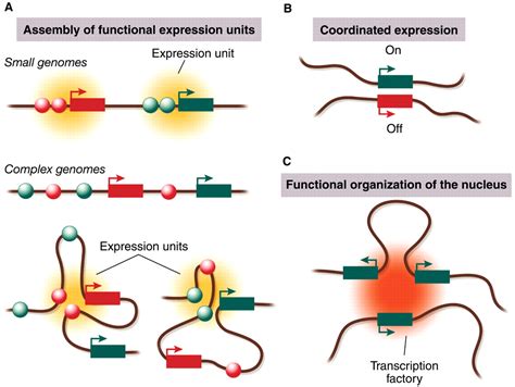 What Are The Types Of Gene Regulation Design Talk