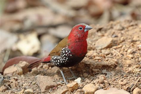 A Look At The Rarest Finches In Australian Aviaries Aviculture Hub