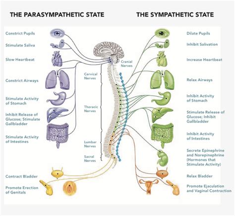Parasympathetic State Parasympathetic Somatic Nervous System Free