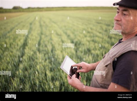 Farmer In A Wheat Field Checking Crop Agricultural Concept Uses Smart Technology Stock Photo