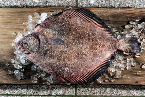 鮫鰈サメガレイ 眼のある側はゴツゴツ 裏はブヨブヨ だが美味い 魚屋三代目日記
