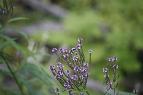 Purple Weeds Flowering Free Photo On Pixabay Pixabay