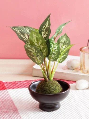 Artificial Chinese Evergreen Plant Home Decoration At ₹ 699 Piece In