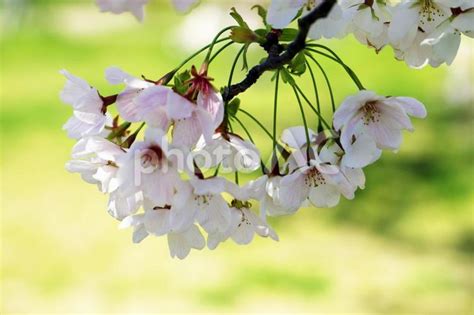 公園に咲く満開の桜の花 No 3311919｜写真素材なら「写真ac」無料（フリー）ダウンロードok