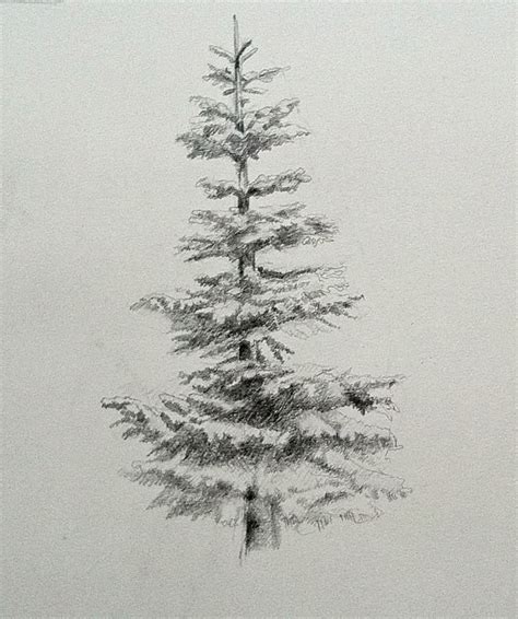 Noble Fir Evergreen Drawing Graphite Pine Tree Drawing Tree