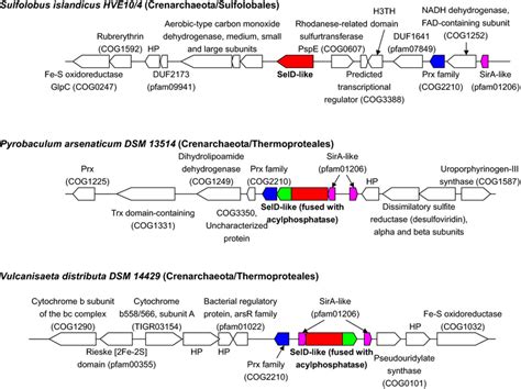 genomic context of seld like gene in representative genomes