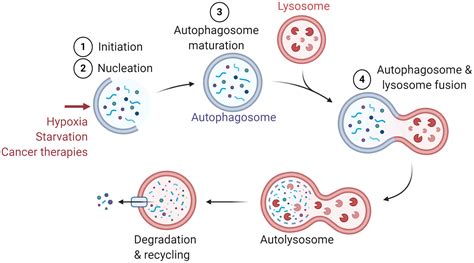 Frontiers Targeting Cytoprotective Autophagy To Enhance Anticancer