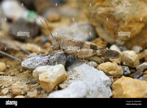 Natural Closeup On The Blue Winged Grasshopper Oedipoda Caerulescens
