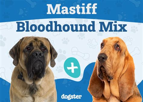 Anal Gland Cancer Anal Sac Adenocarcinoma In Dogs Our Vet Explains