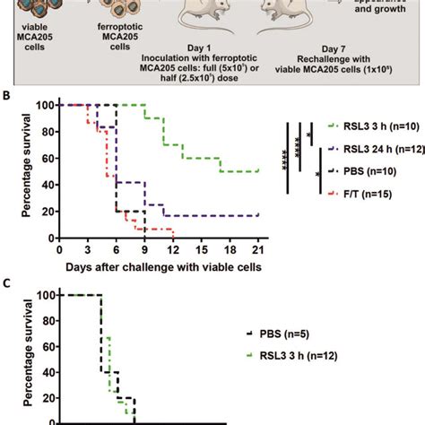 Early But Not Late Ferroptotic Cancer Cells Induce Immunogenic Cell