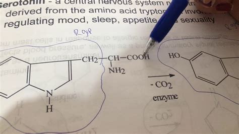 Decarboxylation Of Tryptophan To Produce Serotonin Youtube