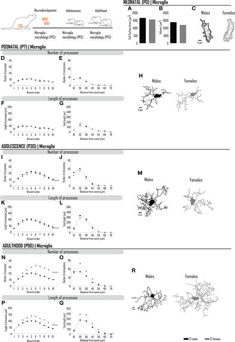 Frontiers Neonatal Testosterone Voids Sexually Differentiated