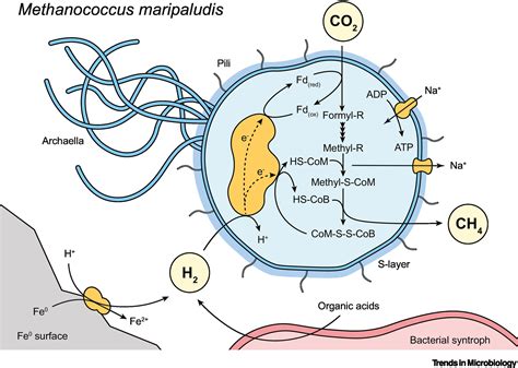 Methanococcus Maripaludis Trends In Microbiology