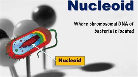 Nucleoid Youtube