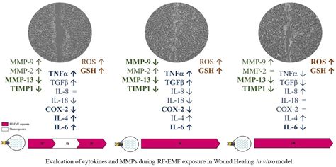 Wound Healing Assay