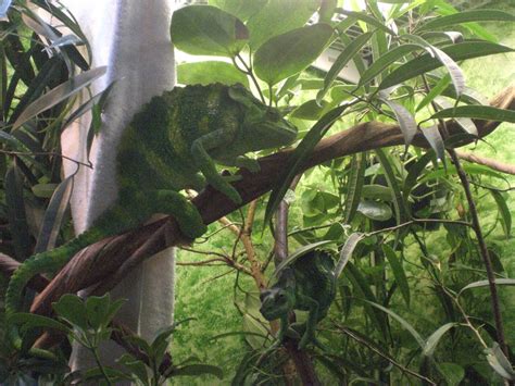 Chameleons Habitat