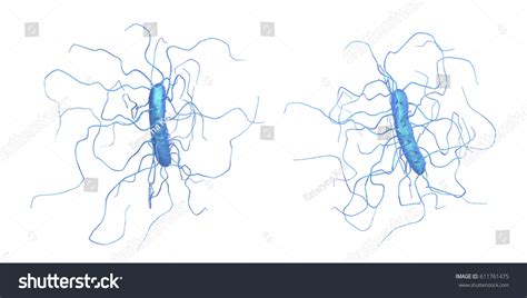 Clostridium Difficile Bacteria Isolated On White Stock Illustration 611761475 Shutterstock