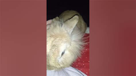 мой кролик😍🥰🐰 Youtube