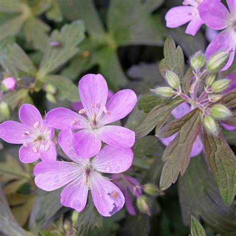 Geranium Maculatum Espresso Bojorrow Plants