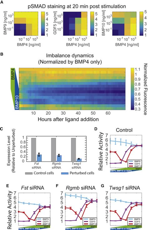 Combinatorial Signal Perception In The Bmp Pathway Cell