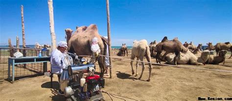 Camelmilk Cn