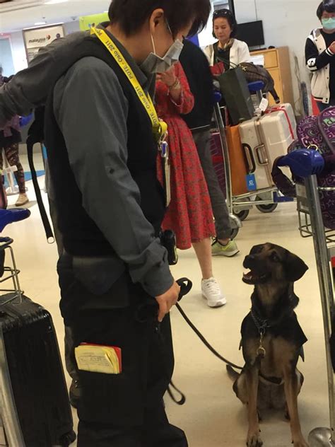 憑什麼鎖定我？華僑不爽「推車撞檢疫犬」 領犬員肉身阻擋怒提告 寵物星人的秘密基地