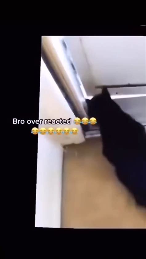 Cat Throws Tantrum 😂 Rpublicfreakout