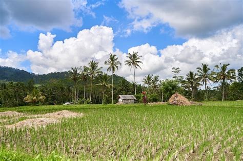 Premium Photo Panorama Of The Amazing Landscape Of Asian Rice
