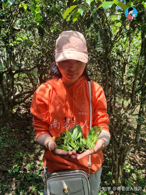 机械制茶和手工制茶的差别竟然这么大？ 知乎