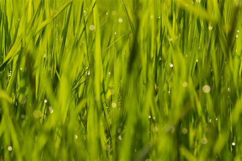 Green Grass With Bokeh Hd Wallpaper Wallpaper Flare