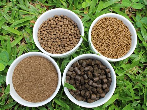 Aliments Pour Poissons Parc Aquacole