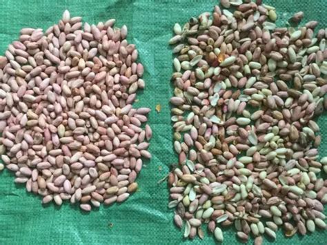 Taiho Lentil Processing X Ray Inspection Machine Nut Sorting Factory