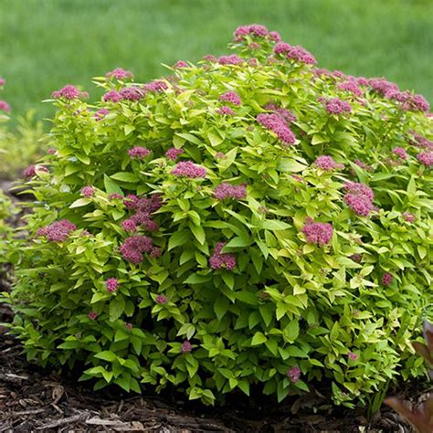 Double Play Gold Spirea Vanstone Nurseries