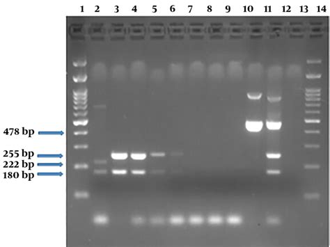 Serial Dilutions Electrophoresis Of E Coli O157 Dna Containing Download Scientific Diagram