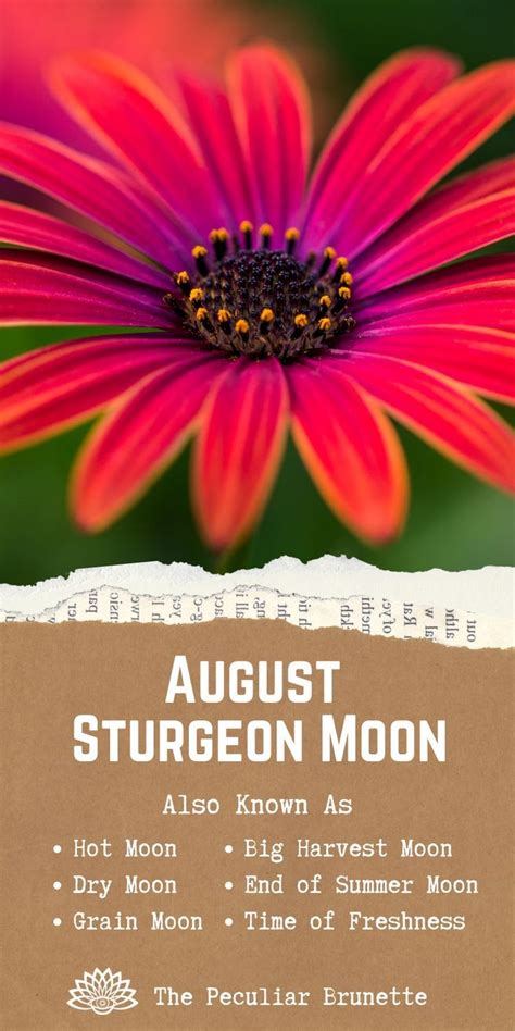 Sturgeon Moon Spiritual Meaning Symbolism And Rituals Sturgeon