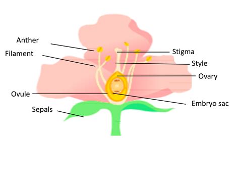 For Self Pollination A Flower Should Be A Asexual B Monosexual C Unisexual D Bisexual