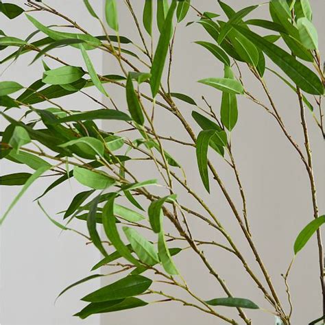 Faux Potted Eucalyptus Tree West Elm