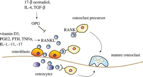 Rankrankl Mediated Osteoclastogenesis Rankl Expression By Osteocytes