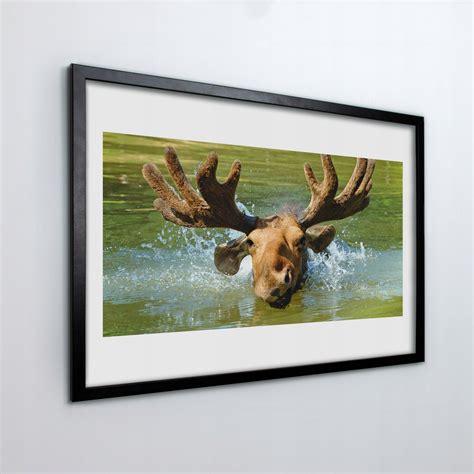 Obraz w ramie na ścianę Łoś woda jezioro 30x20 cm 010330010100200037389 Cena Opinie
