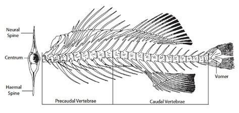 Fish Skeleton Labeled
