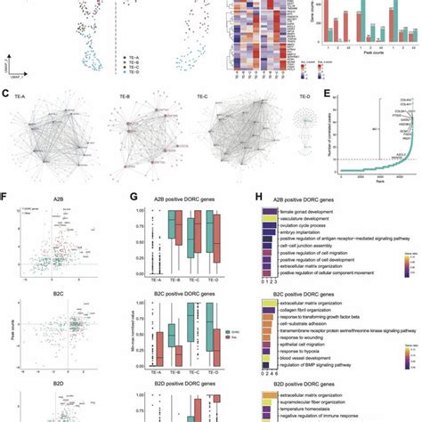 Landscape Of Chromatin Accessibility During Monk E Y Peri And